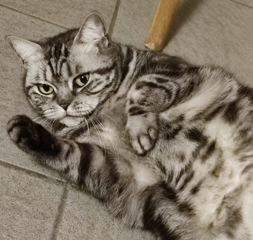 Ginger - Tierheim Hattersheim